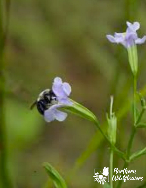 Square Stemmed Monkey Flower (Mimulus ringens) Seeds – Foliage