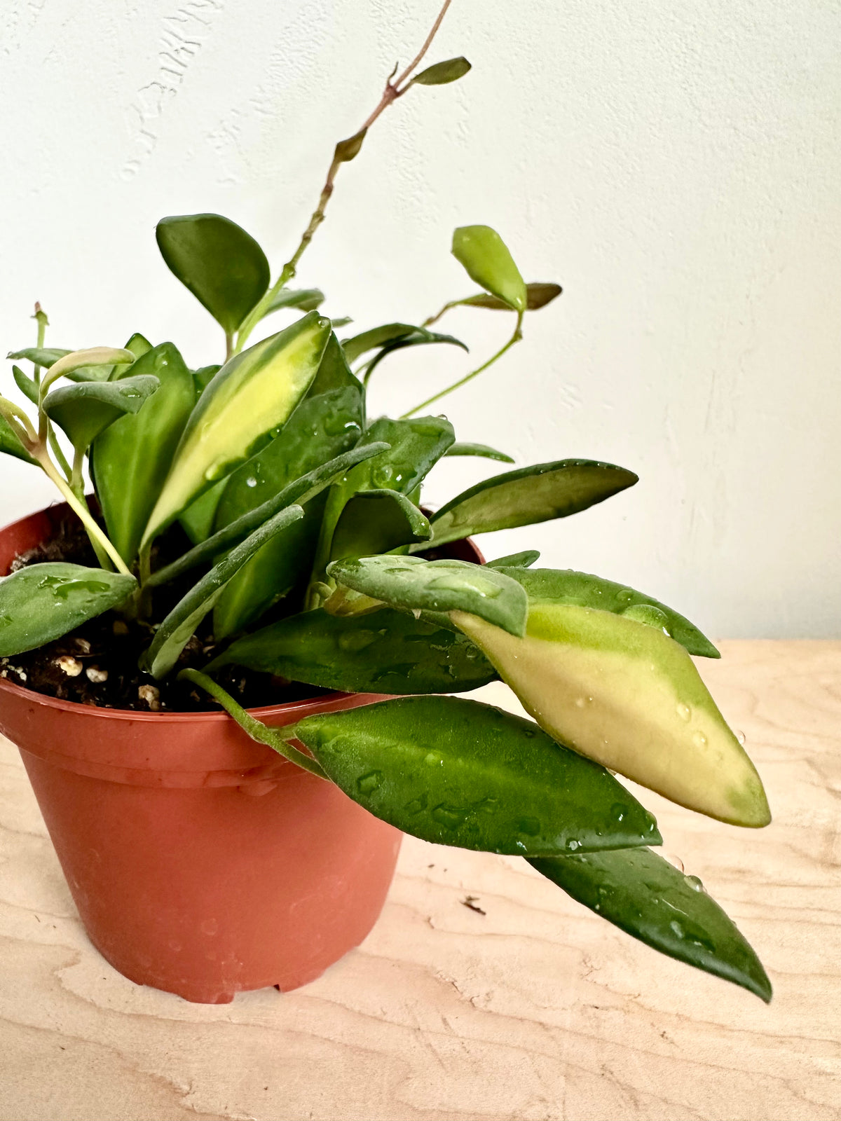 Hoya 'DS-70 Variegated' – Foliage