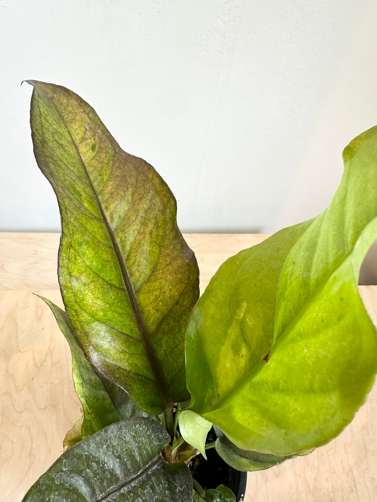Anthurium 'Renaissance', Assorted – Foliage