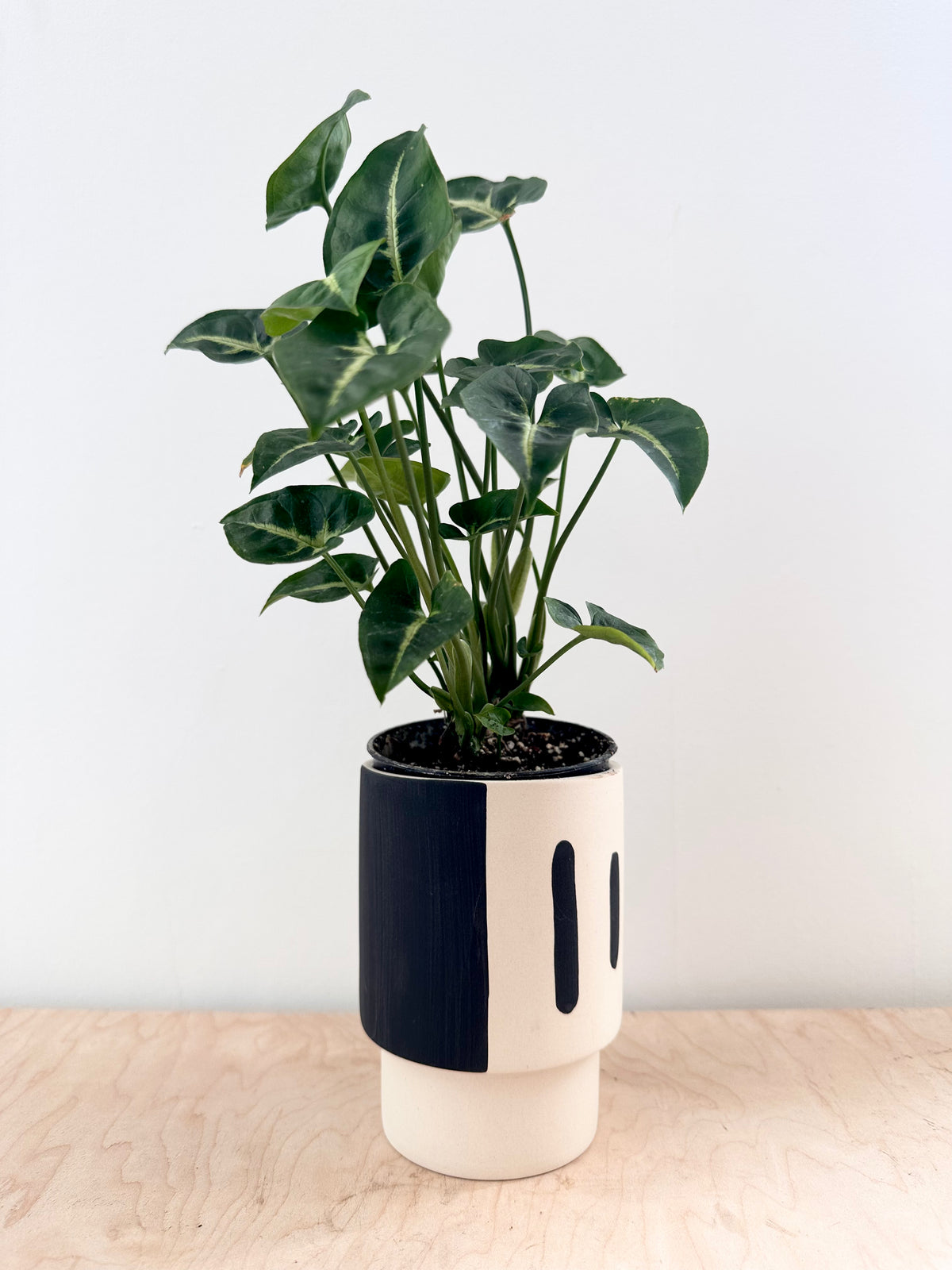 Trabar Pot – Foliage