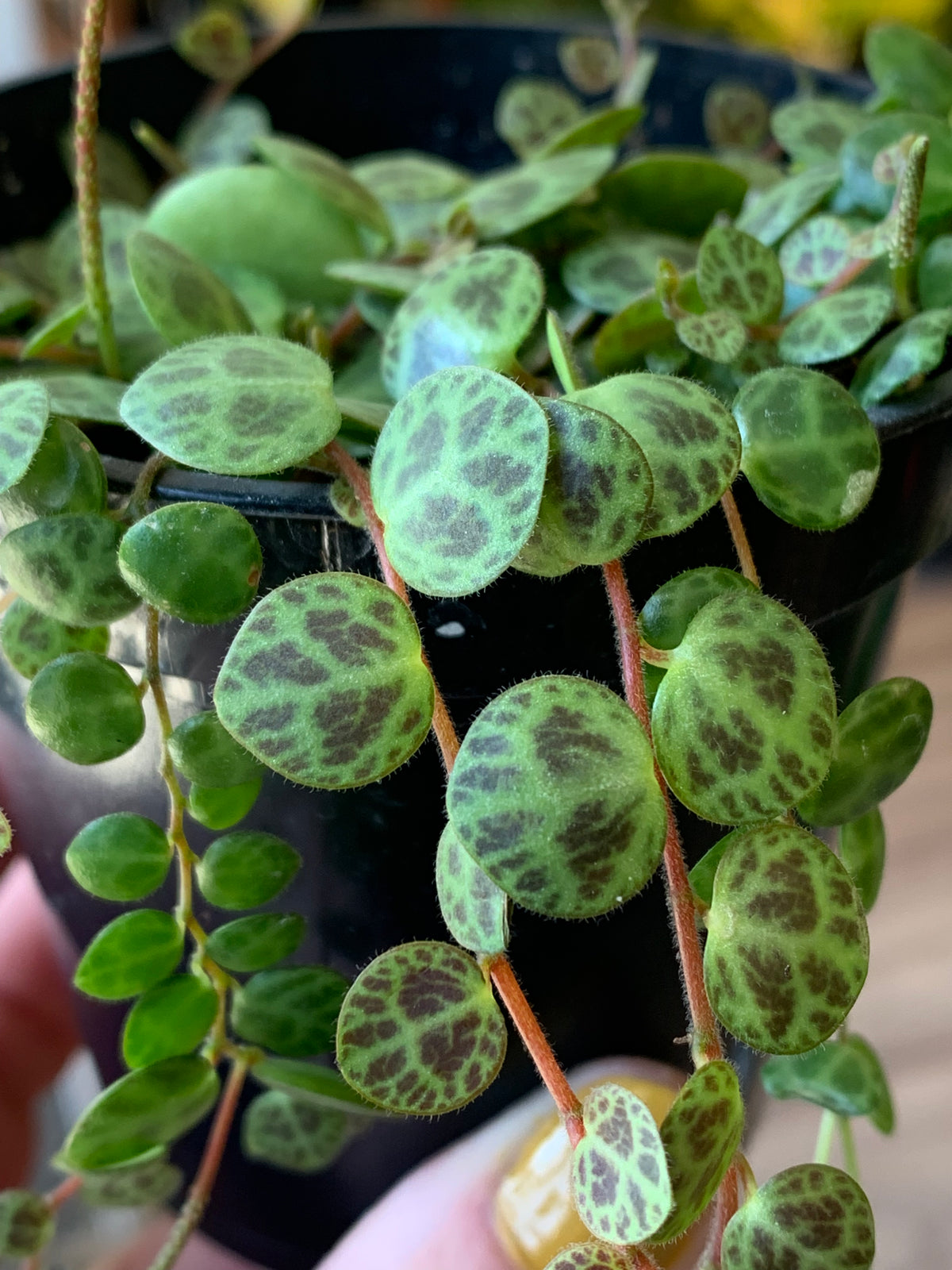 String of Turtles – Foliage