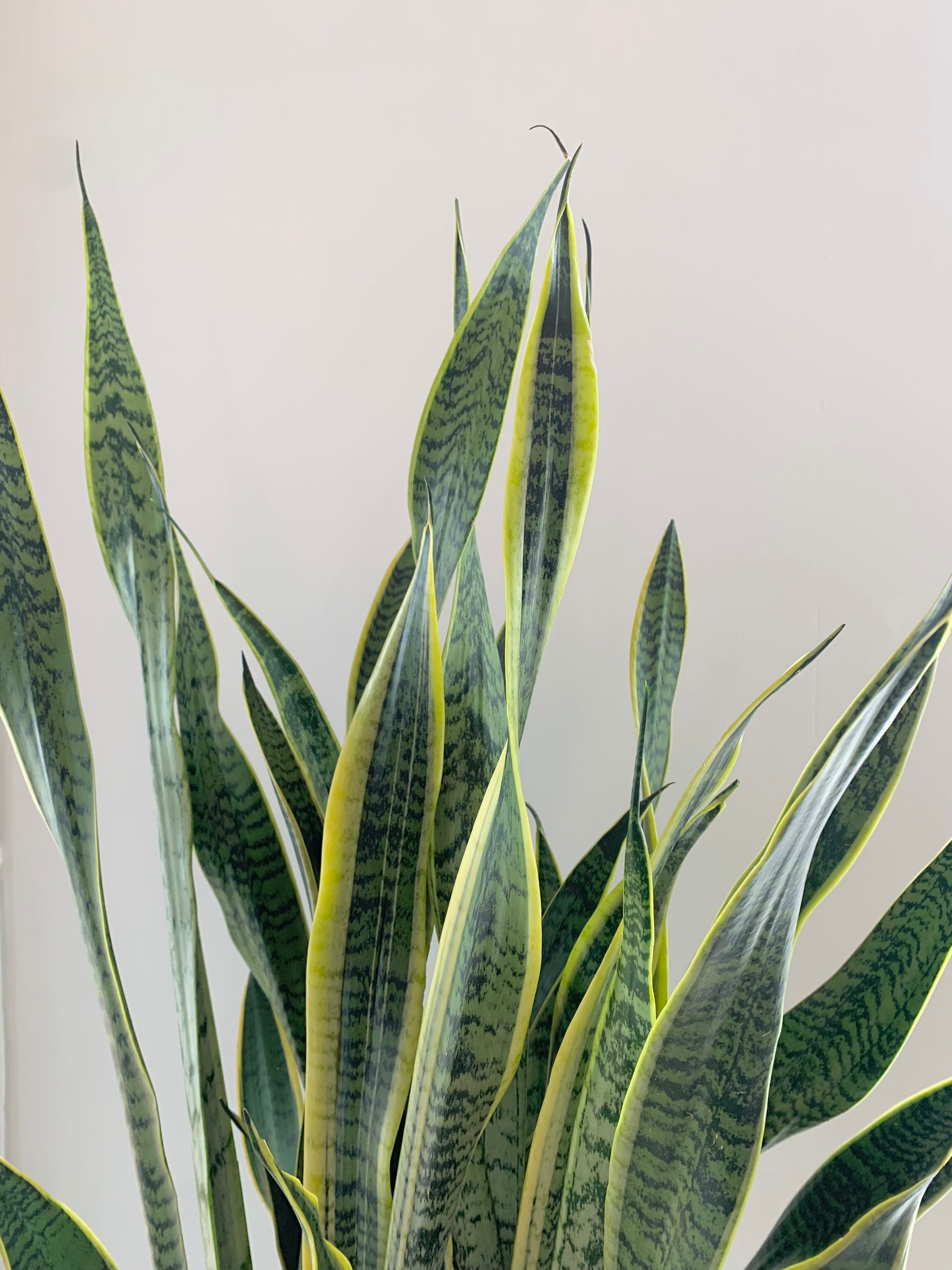 Sansevieria 'Laurentii' – Foliage